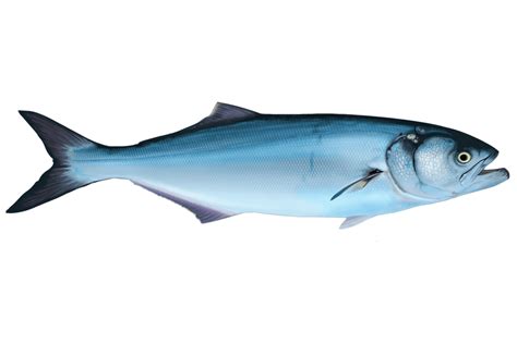 Bluefish Fishery To Temporarily Close During March April 2024 Grice