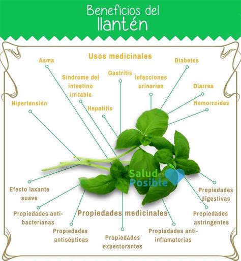 Nota Conozcamos Las Propiedades Medicinales Del Llanten Y El Amancay