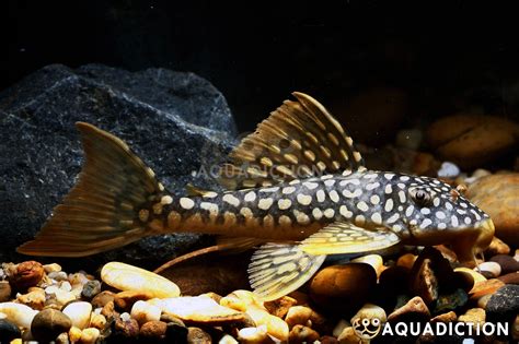 Sunshine Plecostomus Scobiancistrus Aureatus Fish Profile And Care Guide