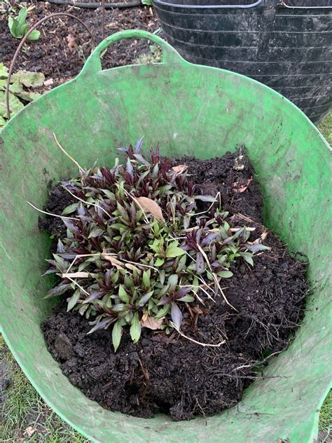 Dividing And Propagating Phlox The Weekend Gardener