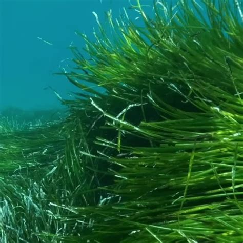 [video] Michelle Cassidy On Linkedin Cognizant® Ocean