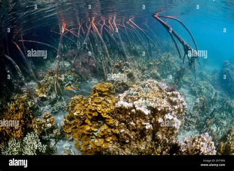 Mangroves Coral Reefs
