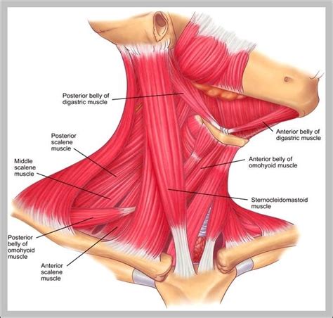 Anatomy Page 12 Graph Diagram