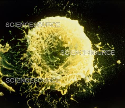 False Colour Sem Of A Human Granulocyt Stock Image Science Source Images