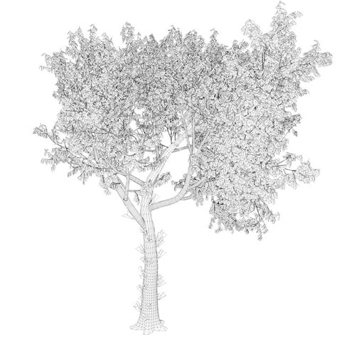 Red Oak Tree Collection By Antoniokowatsch