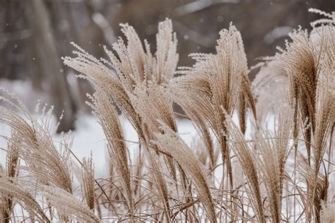7 Stunning Ornamental Grasses For Winter Interest The Idea Garden