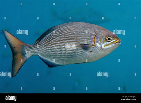 Lowfin Drummer Kyphosus Vaigiensis Mansuar Point East Dive Site