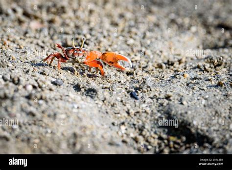 Ghost Crabs Eating
