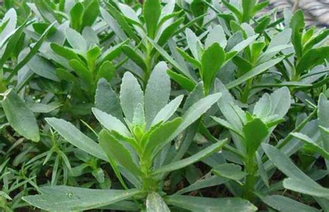 五爪三七功效与图片五爪金龙薛之谦发型三七分海第3页大山谷图库