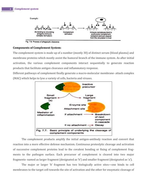 Complement System And Cytokines Pdf
