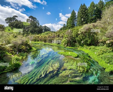 La Région De Blue Spring De La Rivière Waihou Dans La Région De