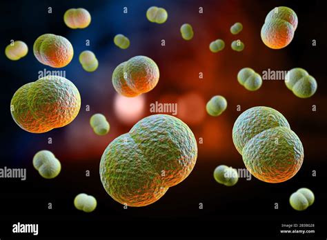 Microscope Close Up Of Meningitis Bacteria Also Known As Meningococcus 3d Illustration Stock