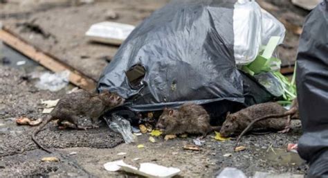 Харханд “эзлэгдсэн” Нью Йорк хот Мэдээ мэдээлэл Монголын иргэн бүрд ажлын байр