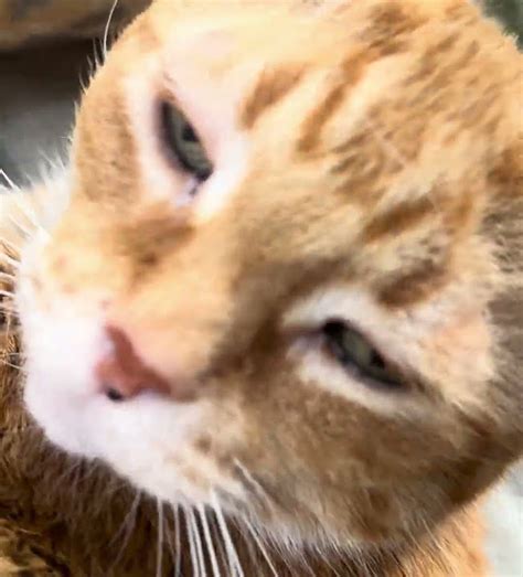 Waking Up Bubbies My Cat 😴😴😴🐈🐈🐈 Shorts Cute Cat Youtube