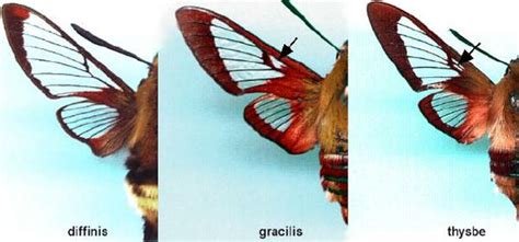 Moth Photographers Group Hemaris Thysbe 7853