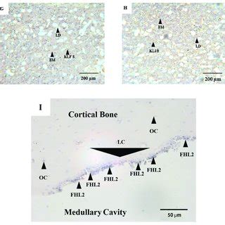 Longitudinal Serial Sections Under Light Microscopy At Download Scientific Diagram