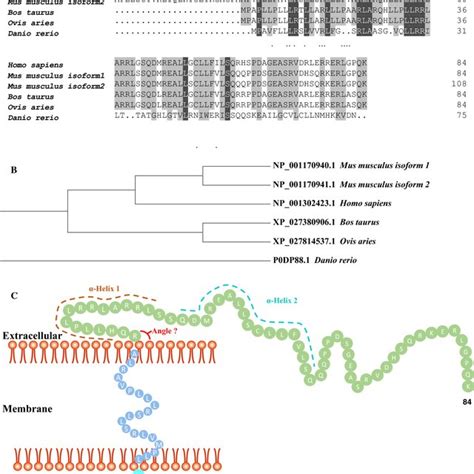 Process Of Myogenesis During Muscle Regeneration Upon Skeletal Muscle