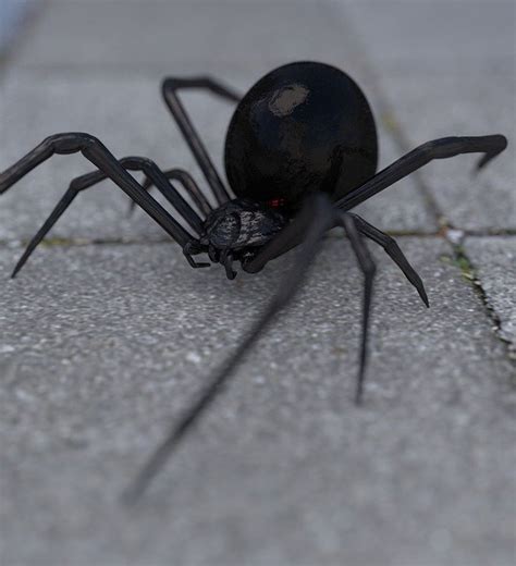 Маленький черный паук 70 фото