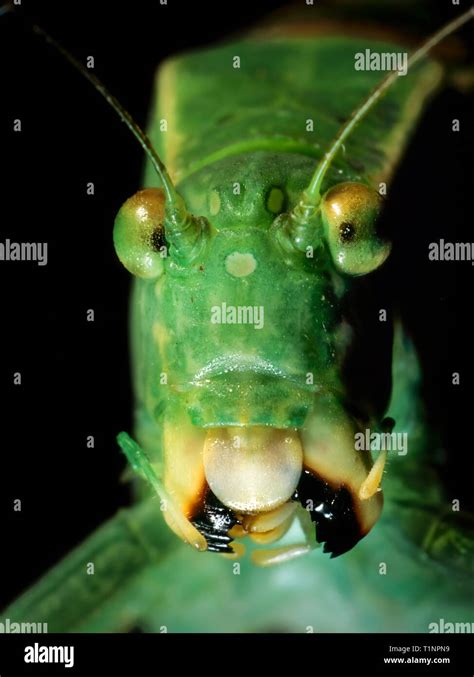 Angle Wing Katydid Microcentrum Sp With Jaws Spread Photo Taken In