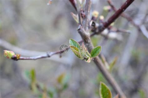 树枝上的嫩芽和绿叶高清图片下载 正版图片506537320 摄图网