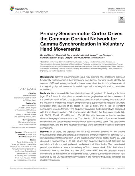 Pdf Primary Sensorimotor Cortex Drives The Common Cortical Network