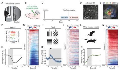 Multimodal Mismatch Responses In Mouse Auditory Cortex Rishabh Saha