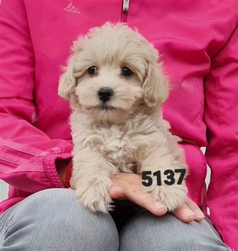 Maltipoo Cavapoo Cockapoo Dohodnite Sa Na Extrabazarsk