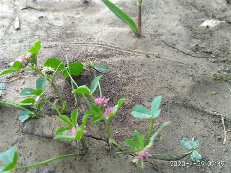 허브 작은 식물 Pixabay의 무료 사진