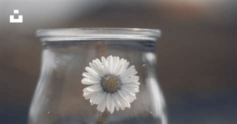 유리 꽃병에 흰 꽃 사진 Unsplash의 무료 회색 이미지