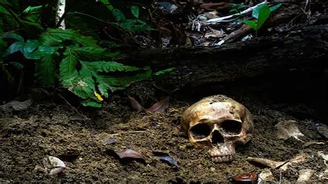 10 მომაკვდინებელი და შხამიანი მცენარე Youtube