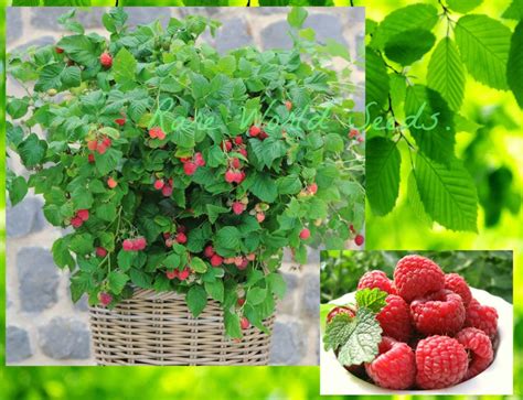 Seeds Dwarf Raspberry Ruby Beauty Thrives In Patio Pots Very Rare