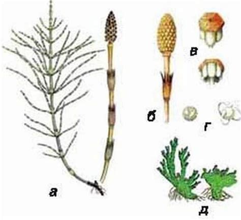 ПЛАУНИ І ХВОЩІ ️ Біологія
