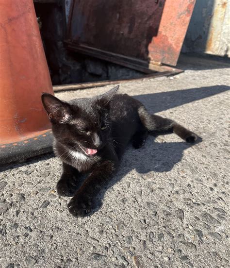 Stray Kitty Wouldnt Stop Yelling Rcatswhoyell