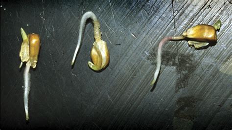 How Does Gravity Affect Root Growth Bioed Online