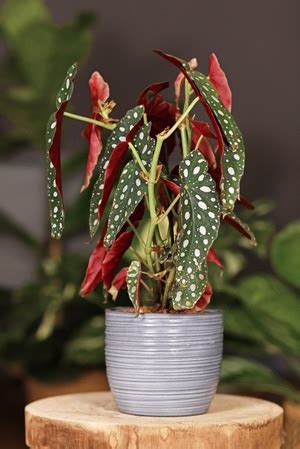 Polka Dot Begonia Care Propagation Soil Light More