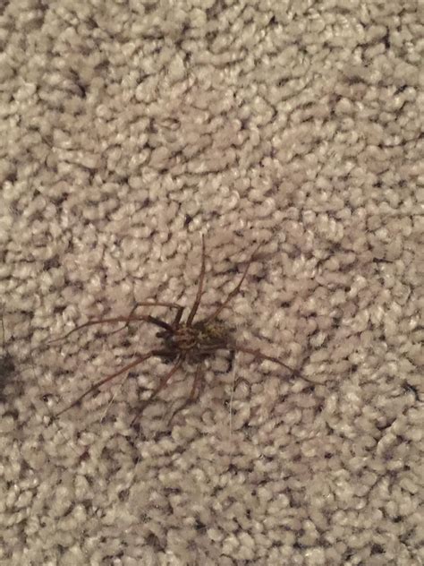 K So This Massive Spider Was Climbing My Door Quite Fast Spooked Me Lol Oregon Usa Western