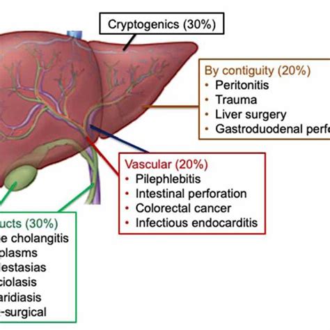 Dissemination Of The Pathogen Of The Pyogenic Hepatic Abscess