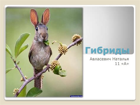 Гибриды. Виды гибридов - презентация онлайн