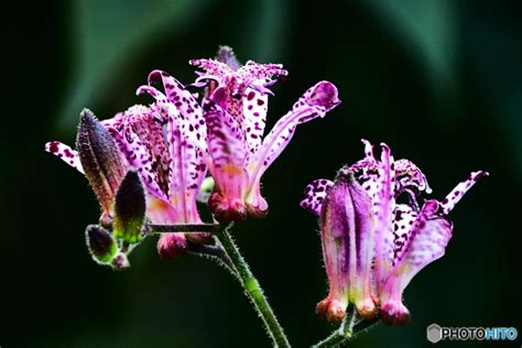 庭に咲いた花 23 344 By Makp70 （id：11973689） 写真共有サイトphotohito