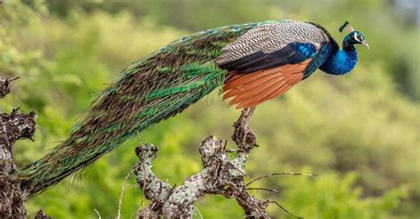 Peacock Bird Facts A Z Animals