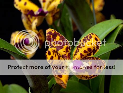 Lc Jungle Eye Orchid Board Most Complete Orchid Forum On The Web