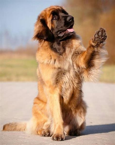 Pin On Perros