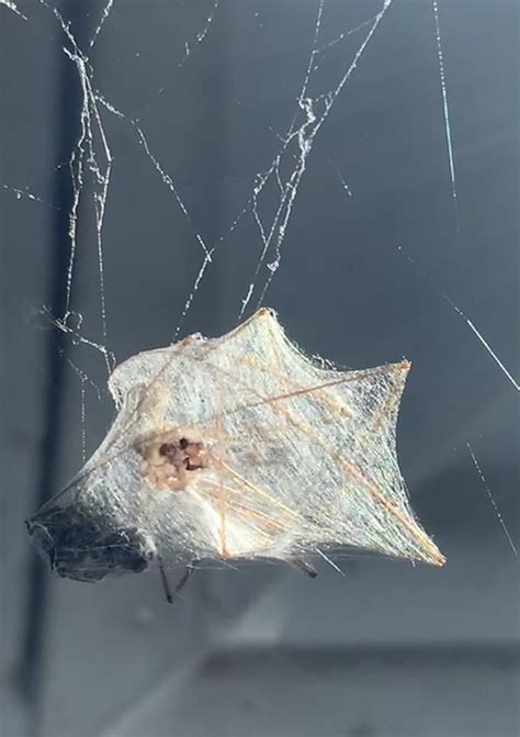 Spider Wrapped Spider R Pics