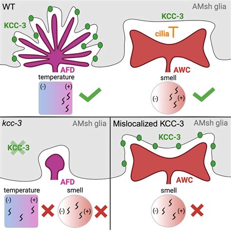 Neuron Cilia Restrain Glial Kcc 3 To A Microdomain To Regulate