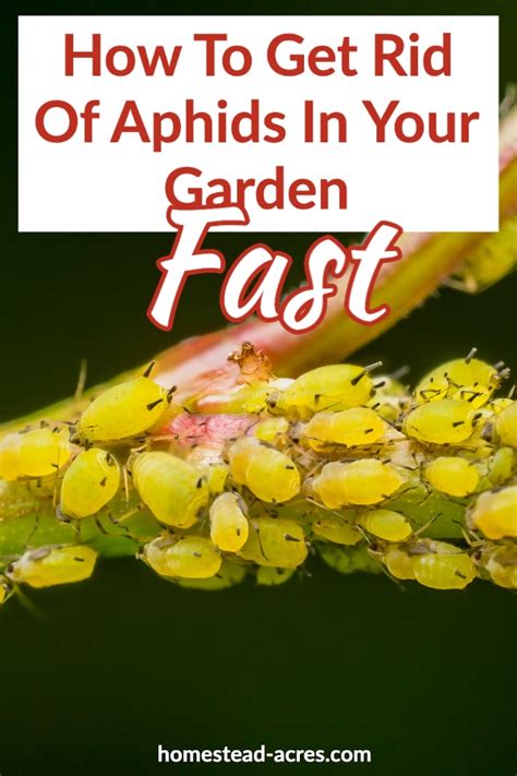 How To Get Rid Of Aphids In The Garden