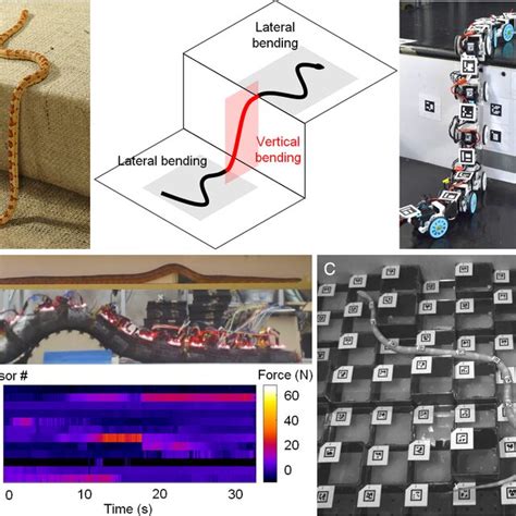Progress In Limbless Locomotion Traversing Large Obstacles A A Simple Download Scientific