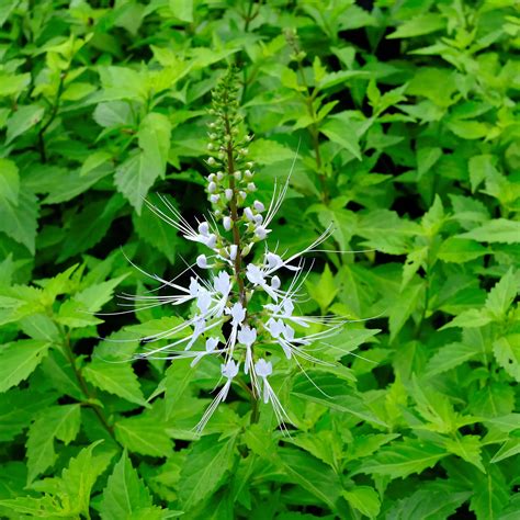 Wild Java Tea 60 Teabags Kumisukuchin Orthosiphon Aristatus Cat Whiskers Krittiya Garden World