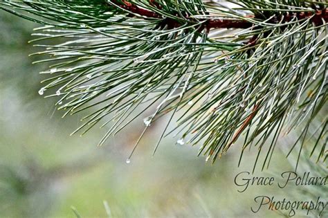 Rain On The Needles Grace Pollard Photography Photography Herbs Plants