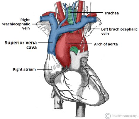 Vasculature Of The Thorax Teachmeanatomy