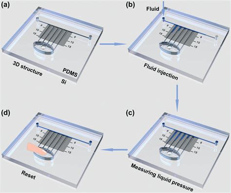 A D Schematic Illustration Of The Lps Showing A 3d Structure Of Download Scientific